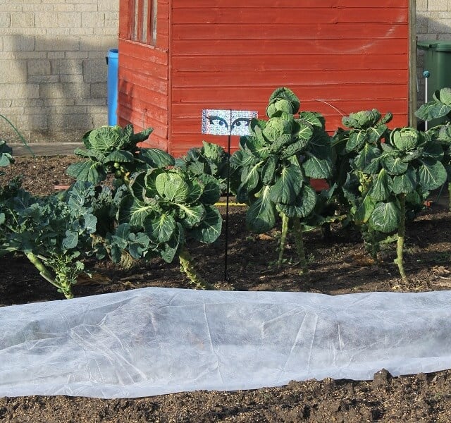 Garden Fleece Covers for Winter Protection – Gardening Naturally