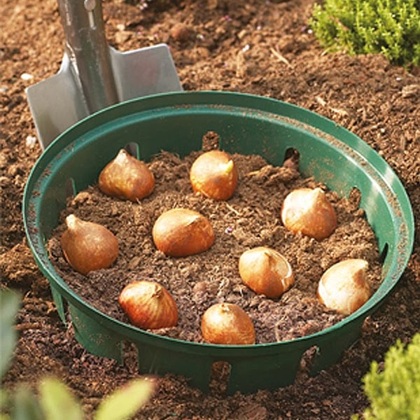 30cm Round Bulb Basket - Pack of 2 – Gardening Naturally