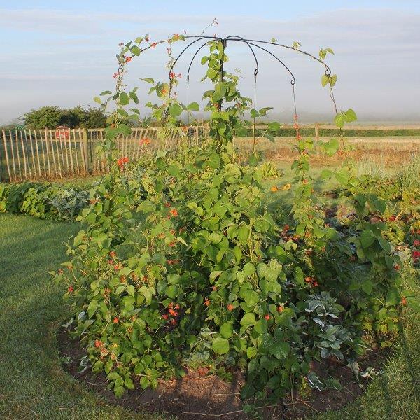 Pea & Bean Supports | Frames & Netting for Climbing Plants – Gardening ...
