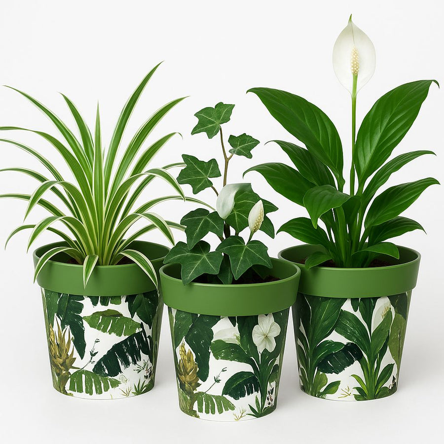 Campsis Garden Planter Jungle Plant Pot 17cm – Gardening Naturally