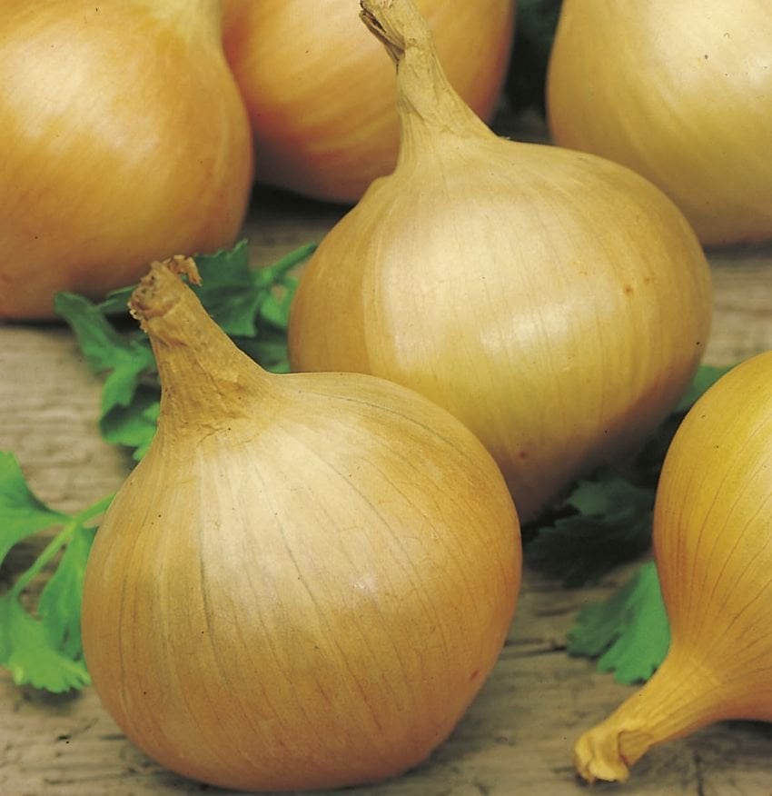Sturon Organic Onion Seeds – Gardening Naturally