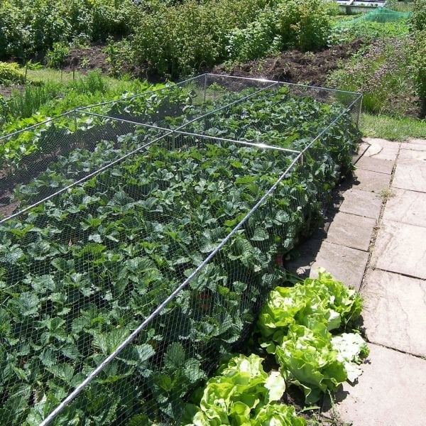 Vegetable Cages 500mm – Gardening Naturally