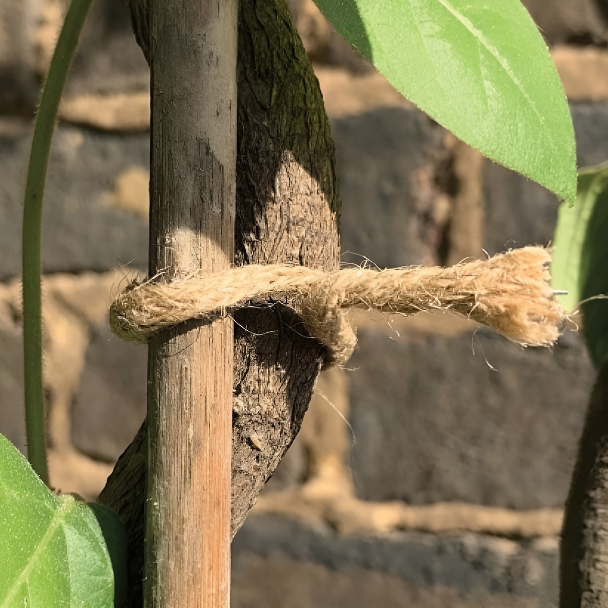 Jute Plant Twist Ties 5m and 10m Winding Wire By Gardening Naturally