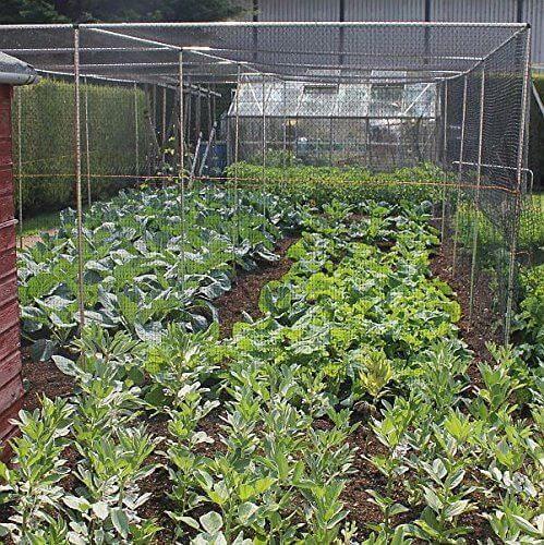 Walk in Fruit Cages with Netting, Pegs & Clips – Gardening Naturally