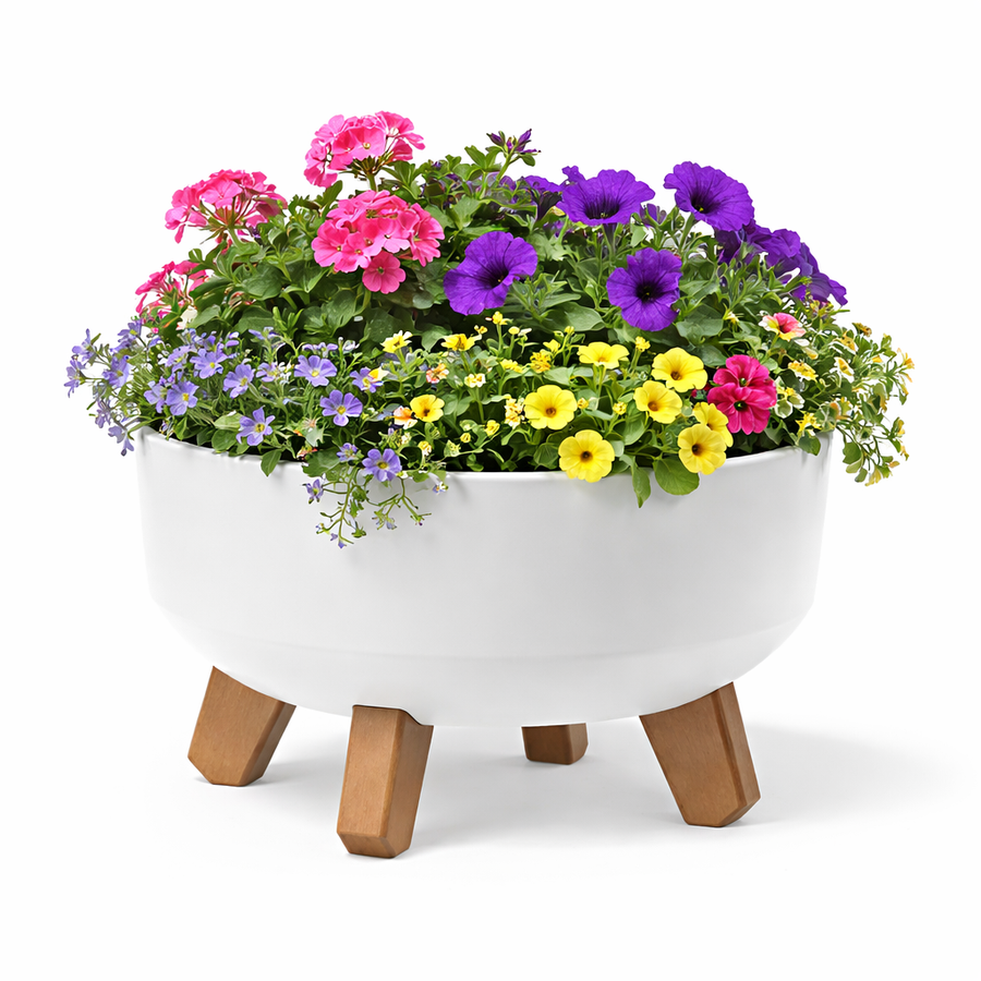 Plant Pot Low Zinnia From Gardening Naturally