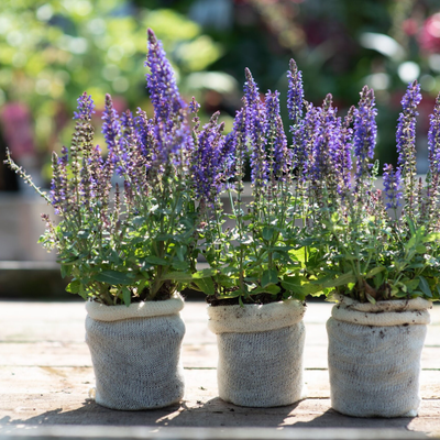 What Is Perlite And How To Use It For Plants – Gardening Naturally