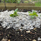 Natural Wool Mulch For Gardens And Allotments – Gardening Naturally