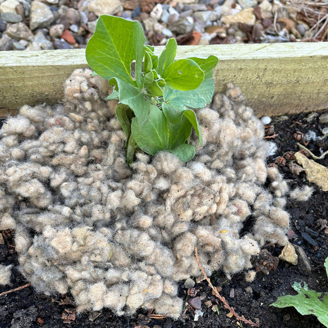 Natural Wool Mulch For Gardens And Allotments – Gardening Naturally