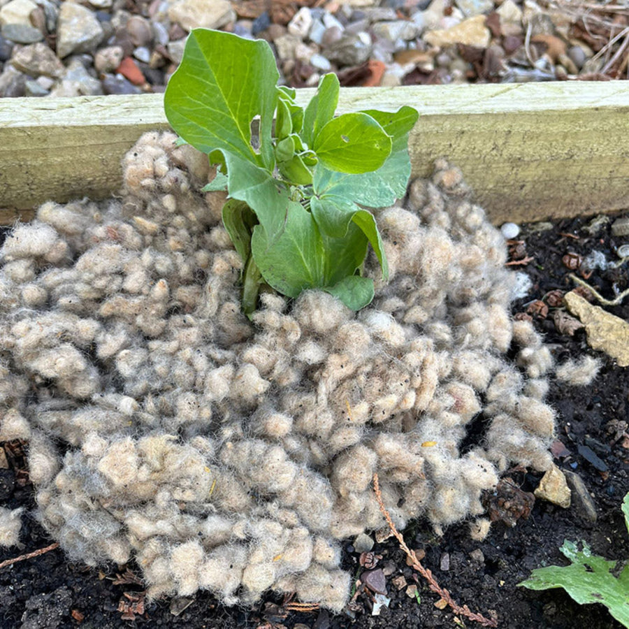 Natural Wool Mulch For Gardens And Allotments – Gardening Naturally